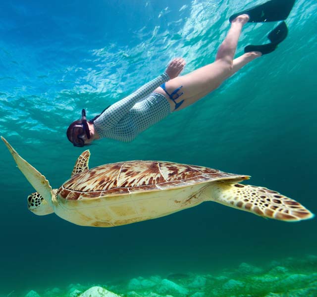 Turtles in North Cyprus